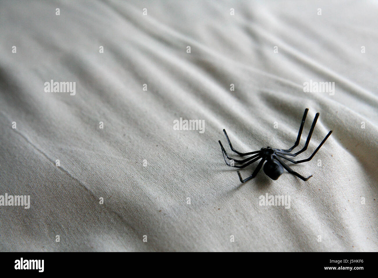 danger animal insect black swarthy jetblack deep black toy spider beige ...