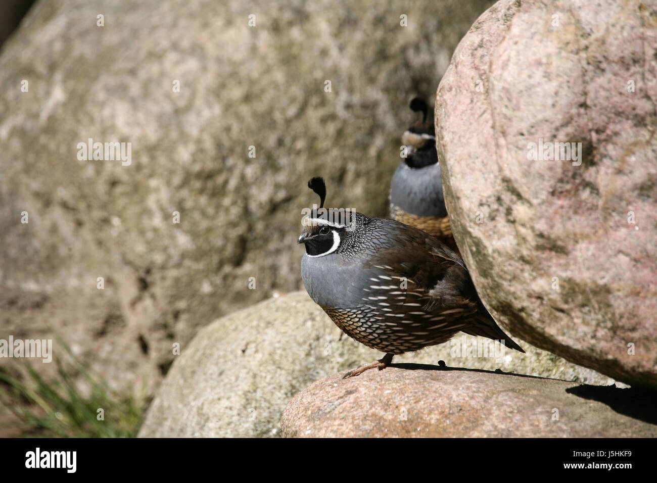 animal bird birds usa america feathers feathering north america quail ...