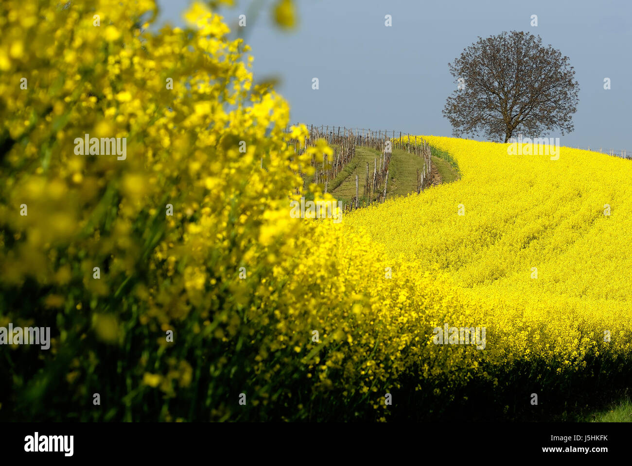 colors of spring Stock Photo - Alamy