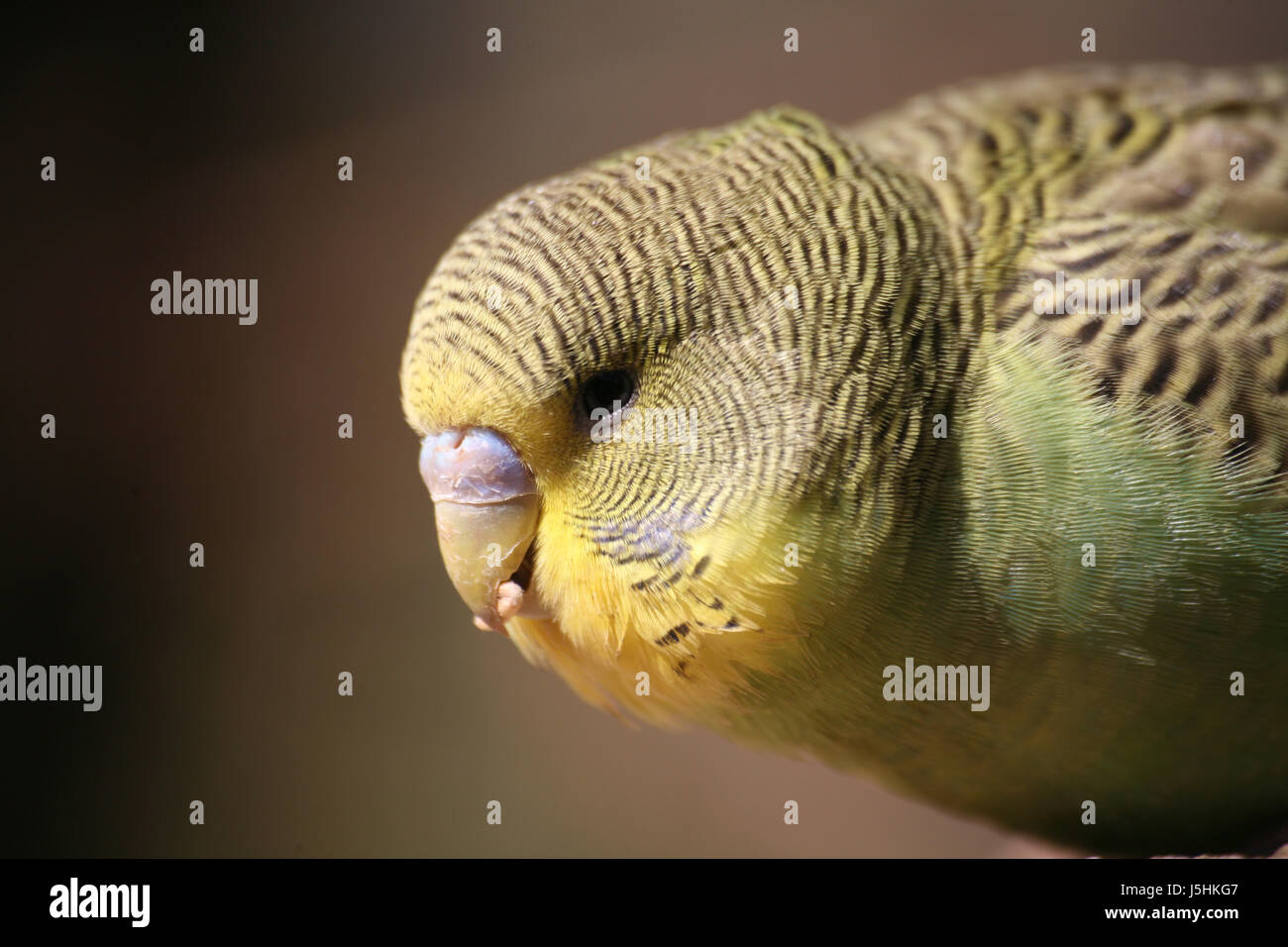 pet bird birds australia budgerigar parakeet australian parrot ...