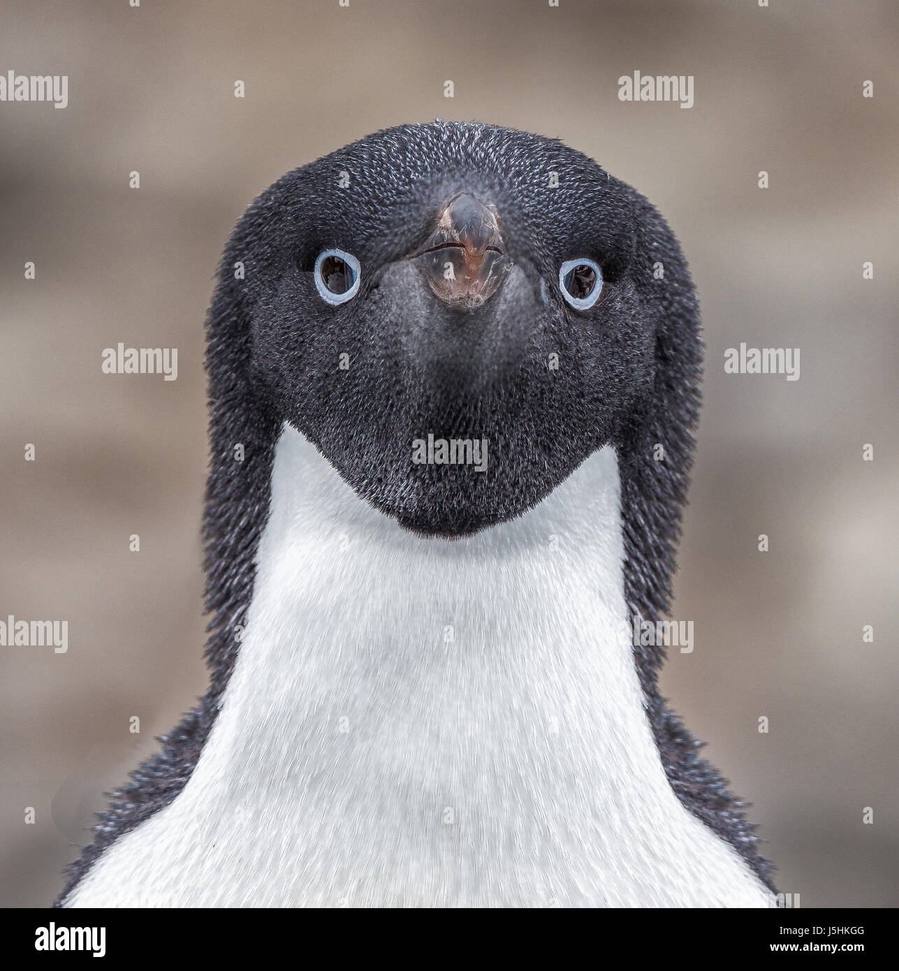 Adelie penguin looks directly at camera Stock Photo - Alamy