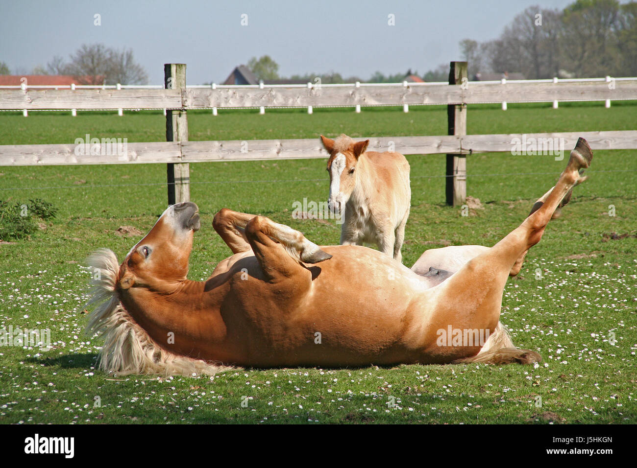 Horse stretching hi-res stock photography and images - Alamy