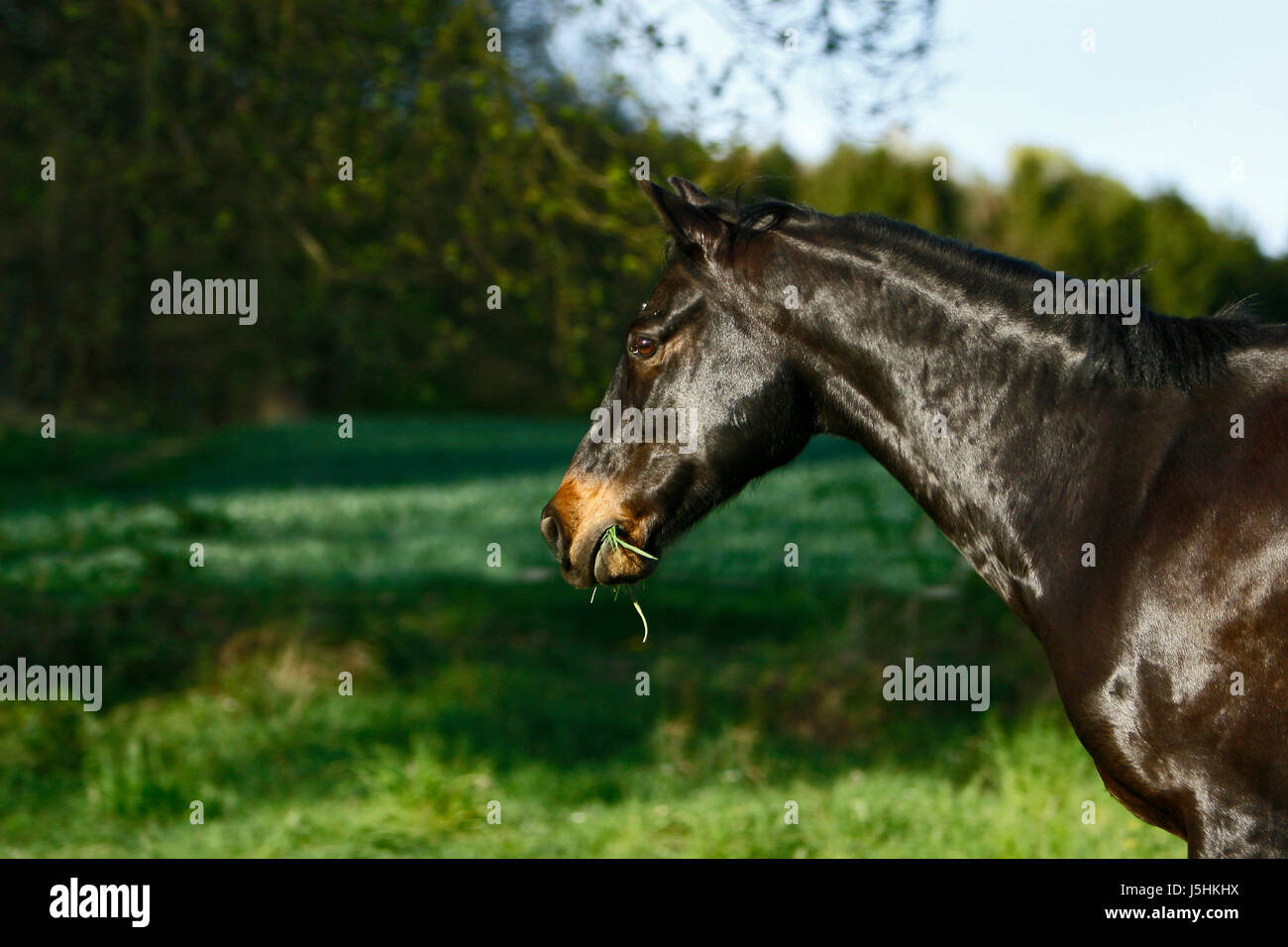 schwupp and over Stock Photo - Alamy