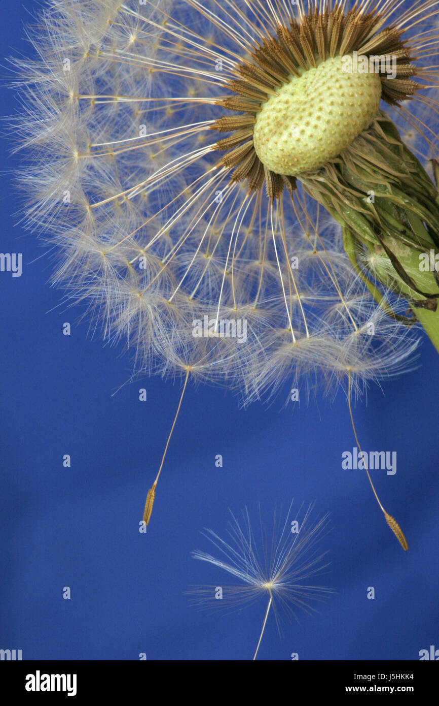 the dandelion is a pioneer plant with its up to two meters deep rooted ...