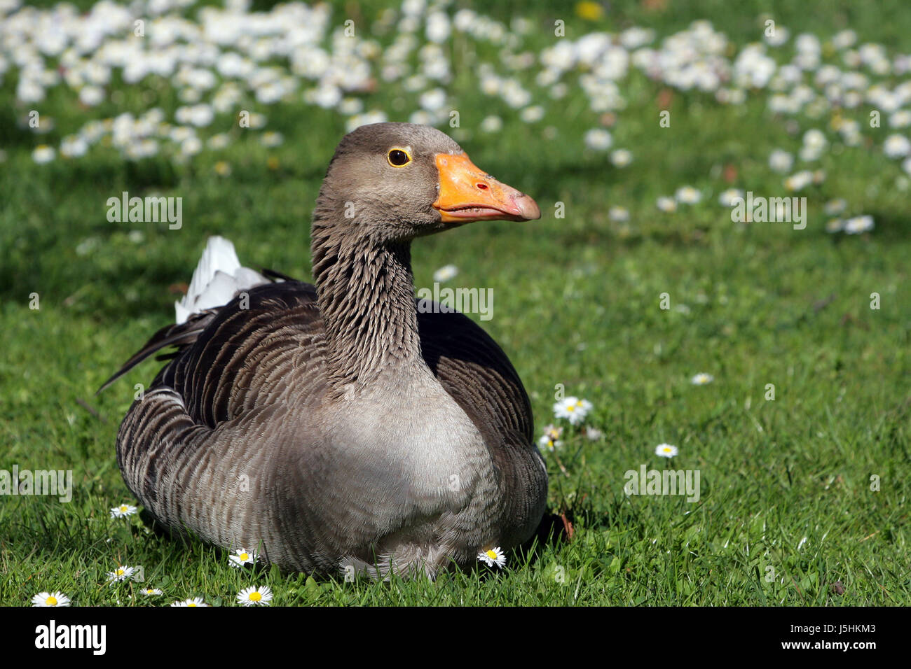bird green brown brownish brunette wild birds lie lying lies wildlife ...