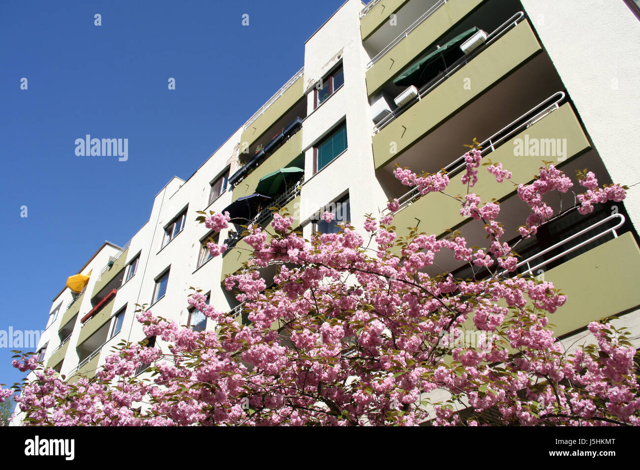 house home dwelling house residential building building bloom blossom ...