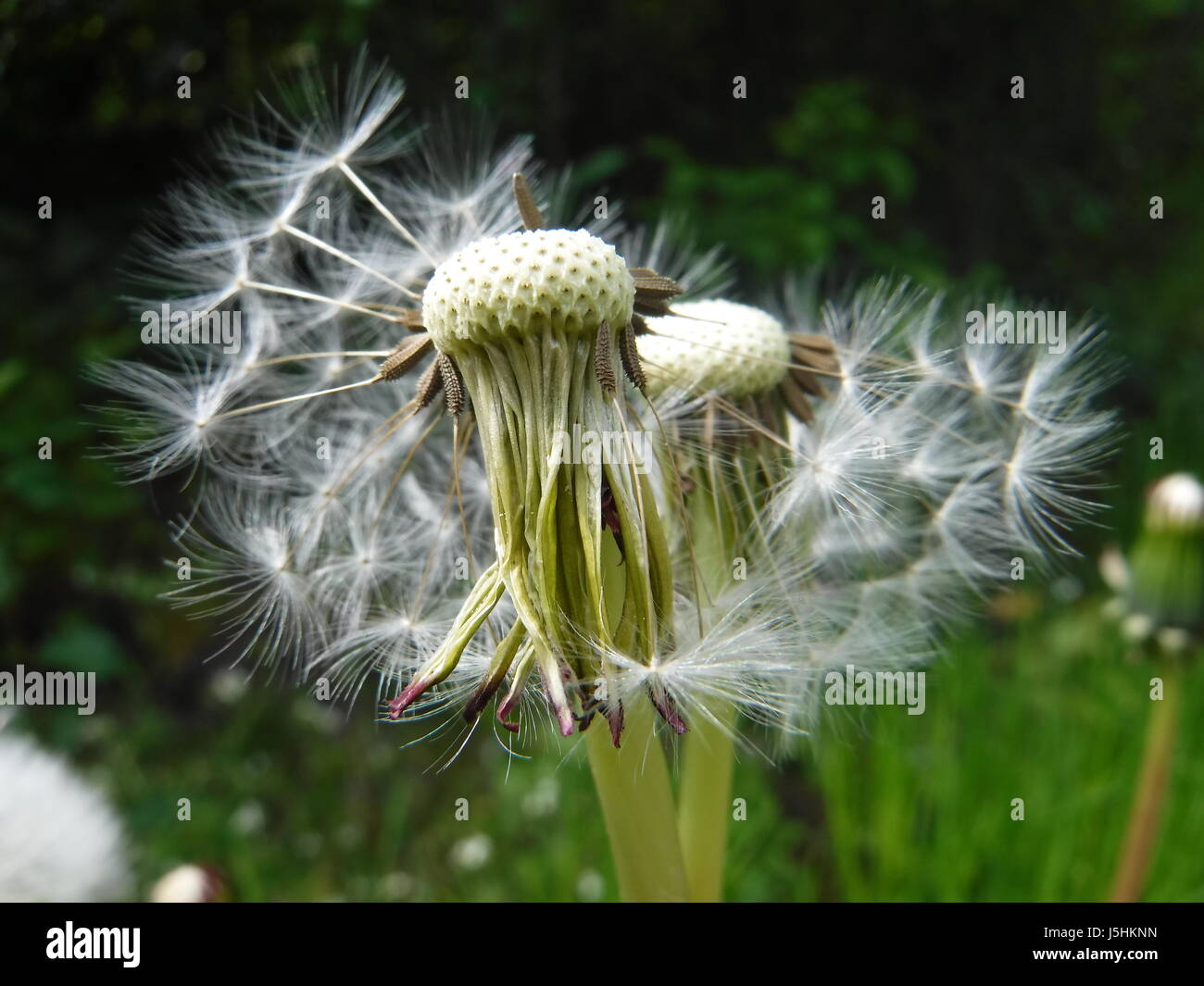Flora clock hi-res stock photography and images - Alamy