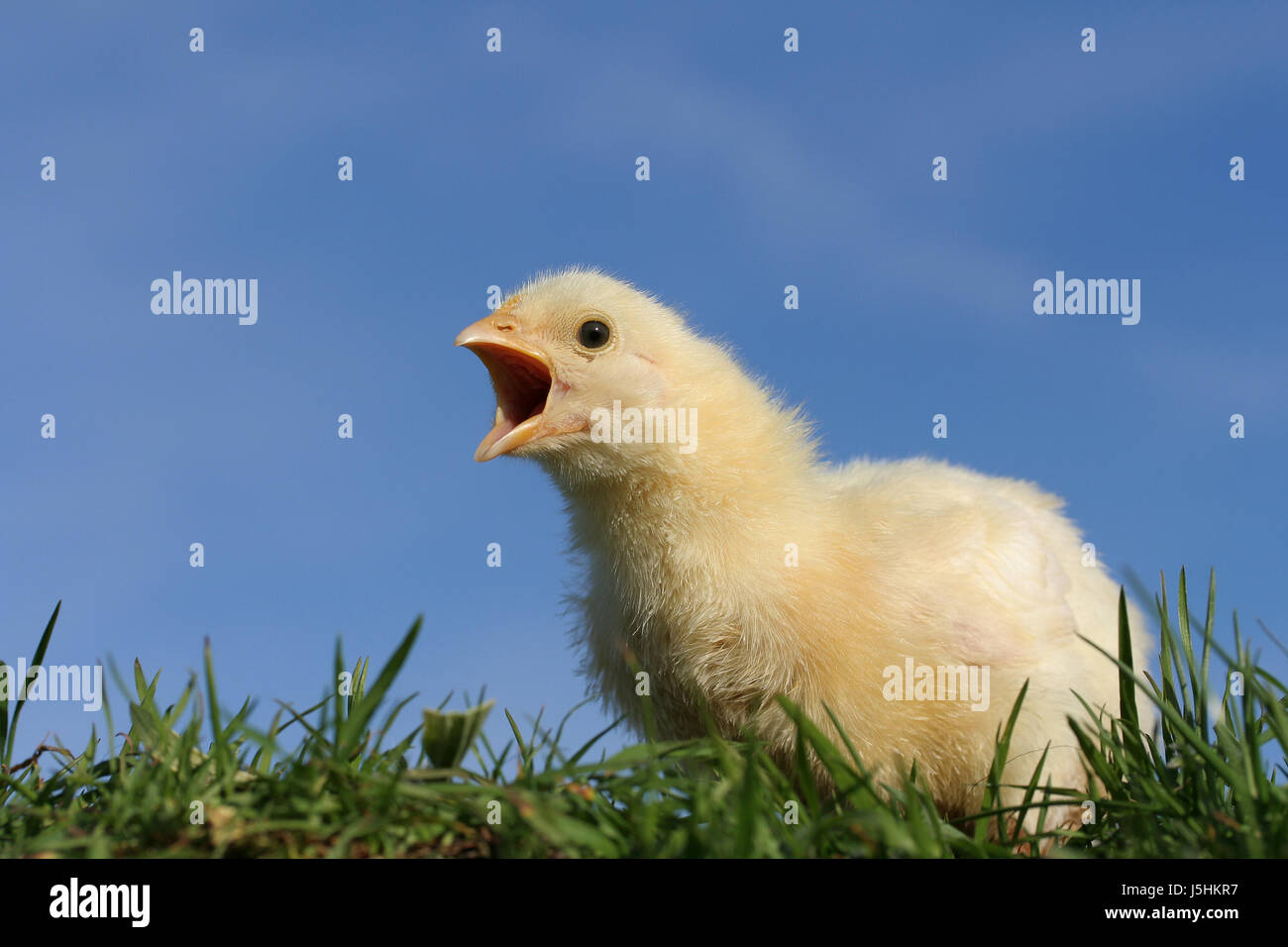 Primal bird hi-res stock photography and images - Alamy