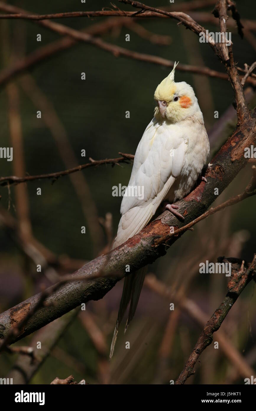 animal pet bird fauna animals birds parakeet cockatiel nymphensittiche ...