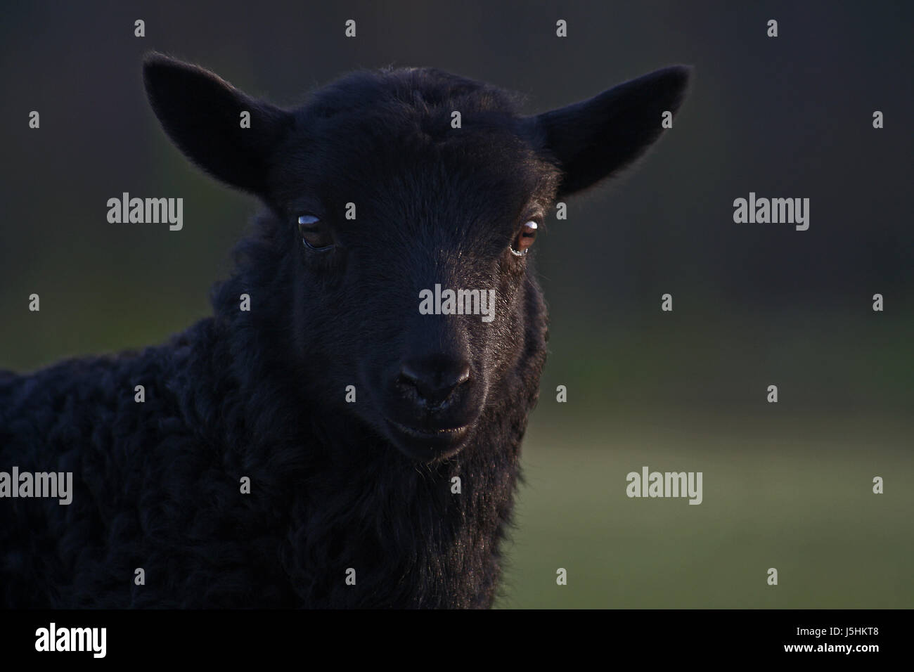 shine shines bright lucent light serene luminous animal pet mammal eye ...