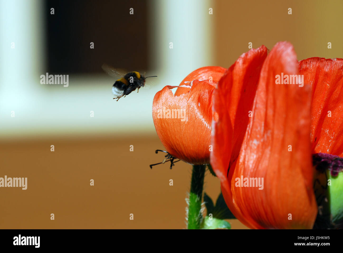 plant insect insects bumblebee bloom blossom flourish flourishing ...