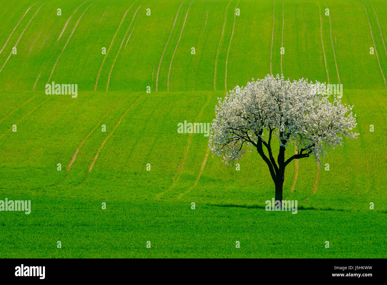 tree field austrians spring branch fruit nectar acre cherry fruit-tree ...