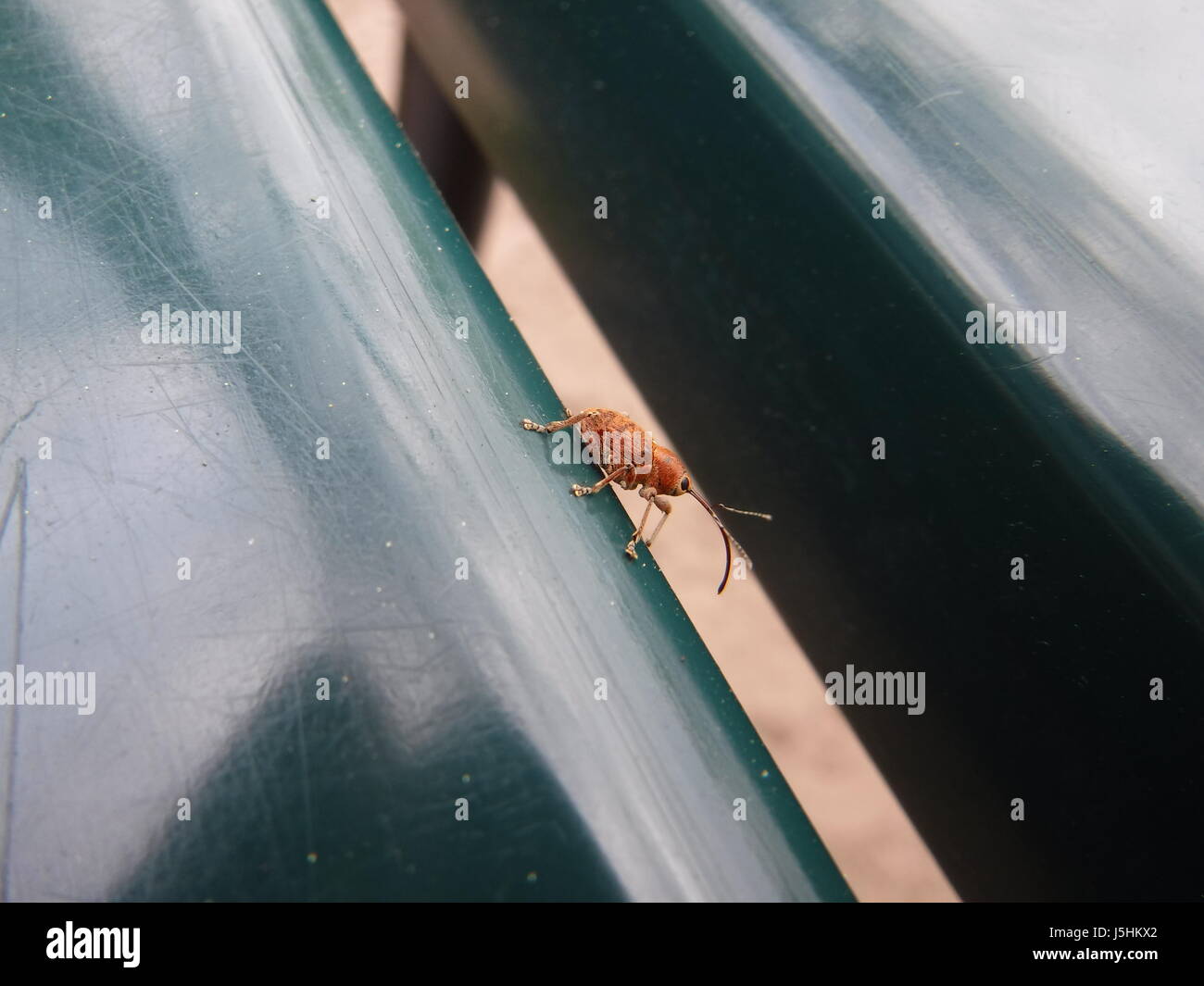 Orange weevil on a park bench Stock Photo - Alamy