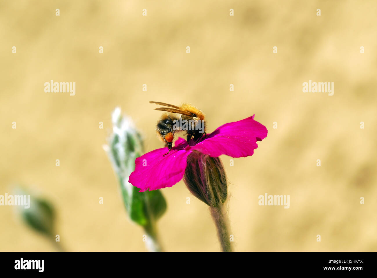 insect flower plant insects bumblebee bloom blossom flourish ...