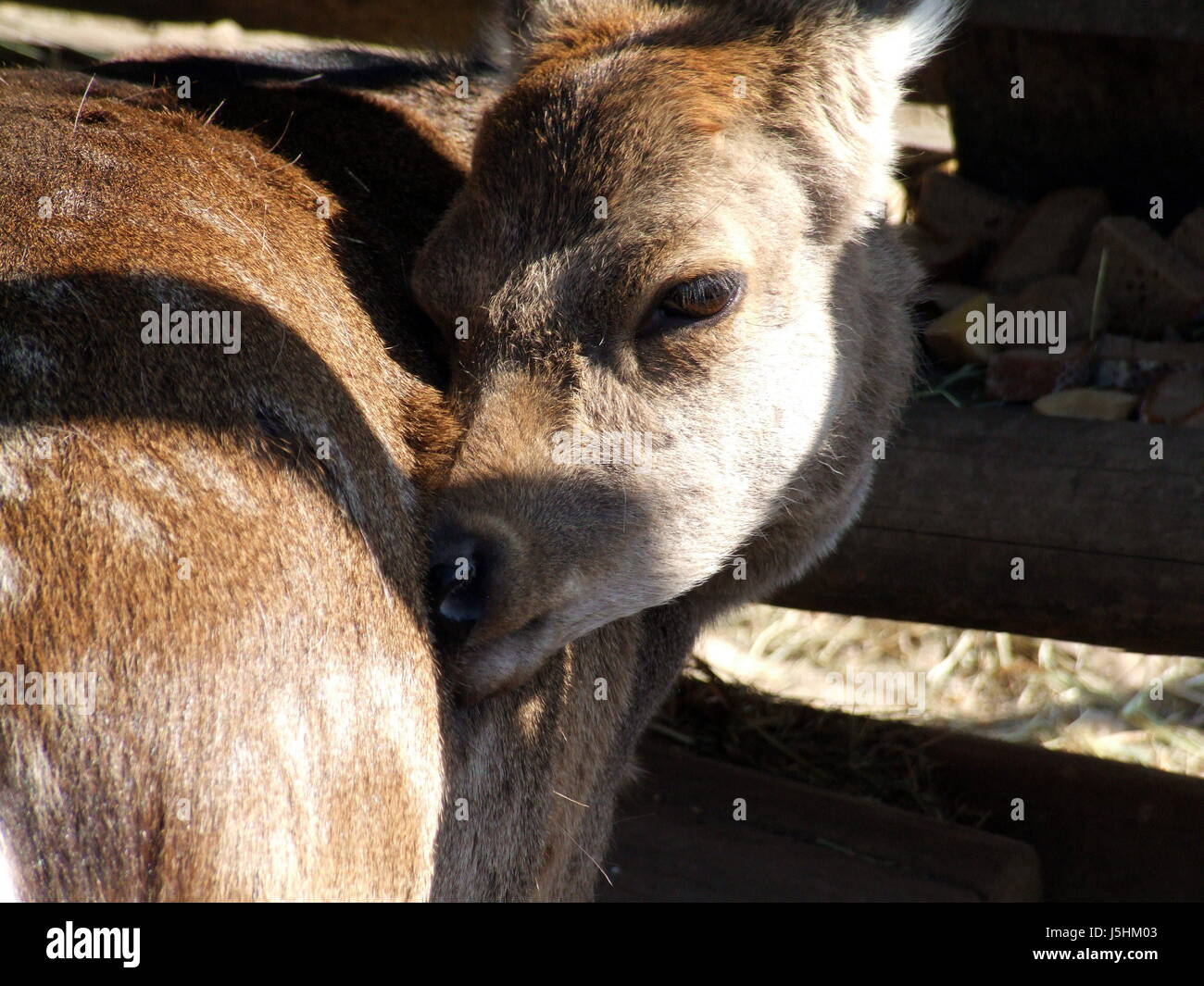 animal mammal brown brownish brunette wild animals zoo look glancing ...