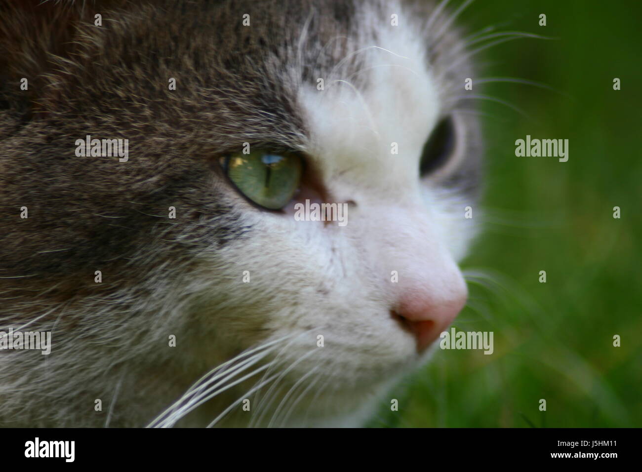 profile mouth curiosity curious nosey nosy face eyes blank european ...