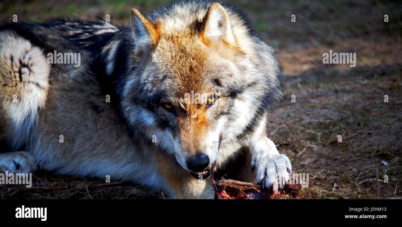 food aliment fodder hunger tongue portrait animal portrait eyes ears ...