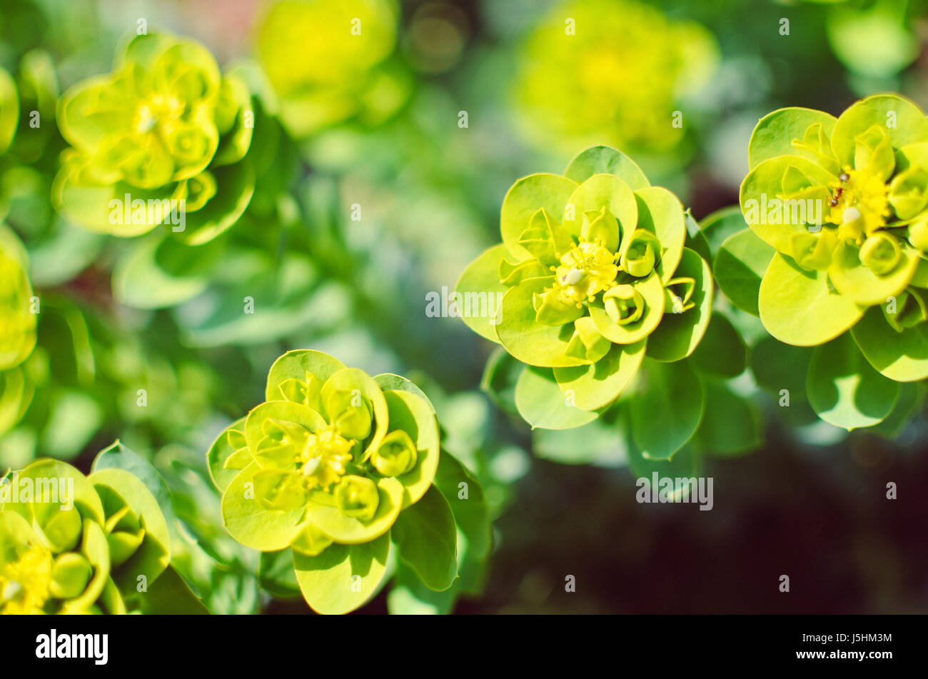 Sedum closeup in green color. Texture with sunlight Stock Photo - Alamy