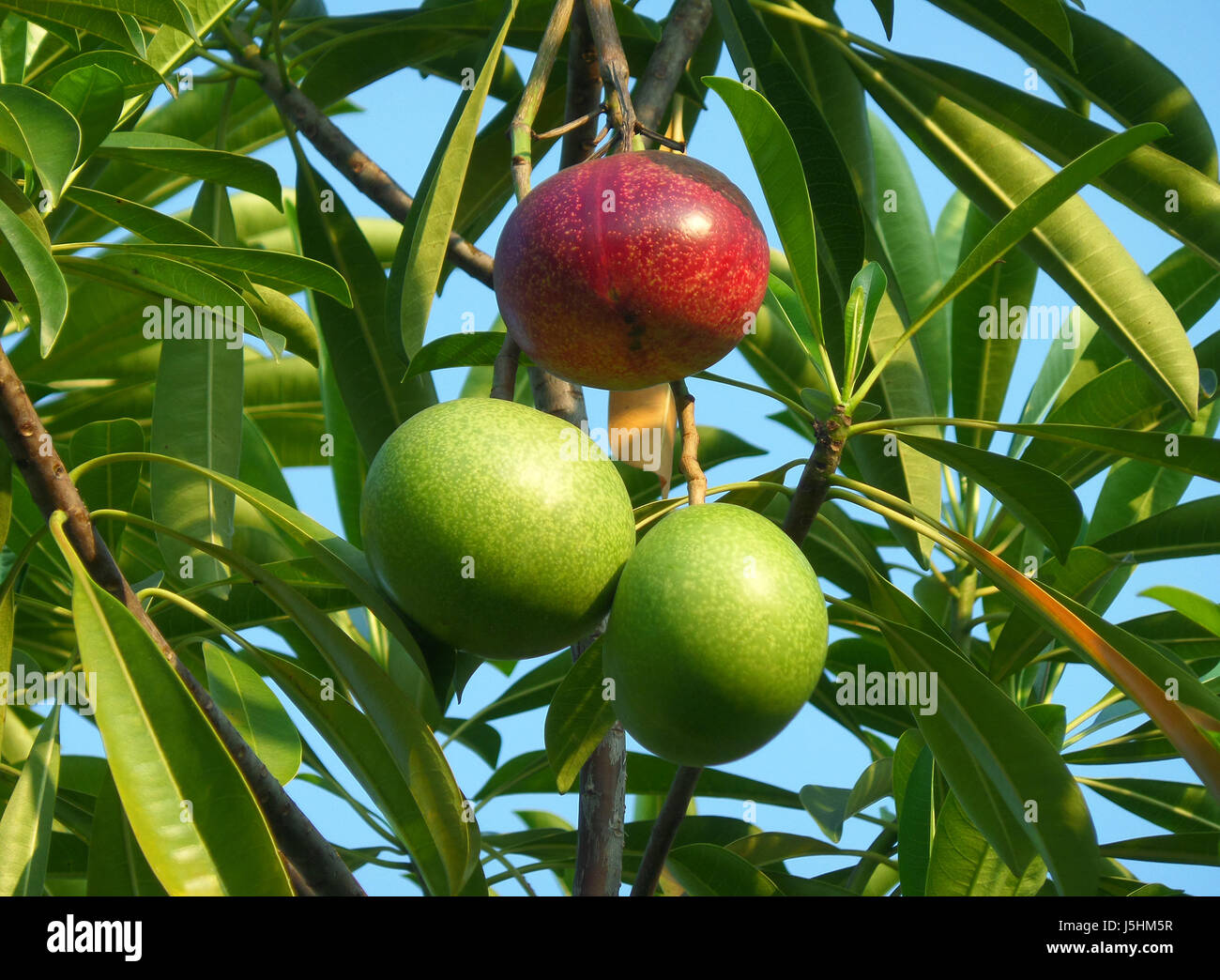 Othalanga hi-res stock photography and images - Alamy