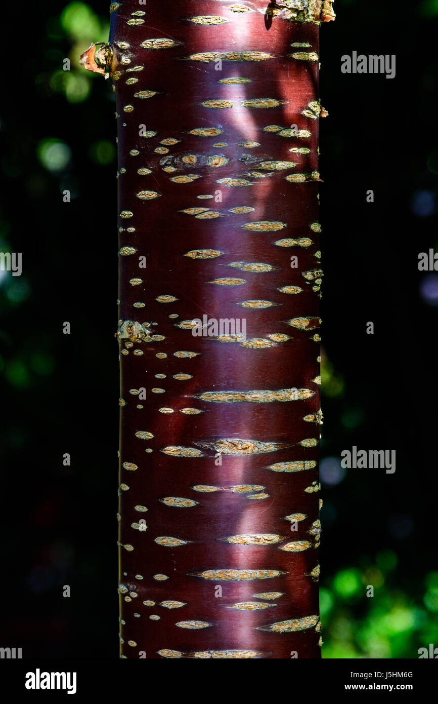 Copper Birch Tree Stock Photos & Copper Birch Tree Stock Images - Alamy