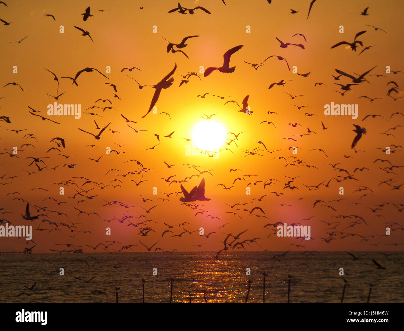 Incredible View of Uncountable Flying Seagulls Against the Golden ...