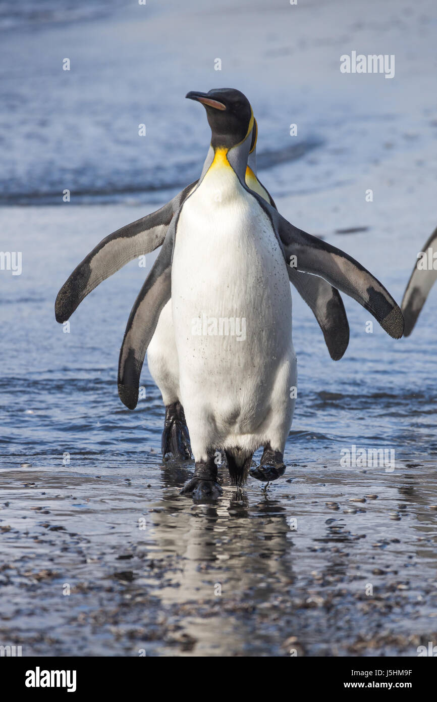 King penguins walking through the incoming waves Stock Photo - Alamy