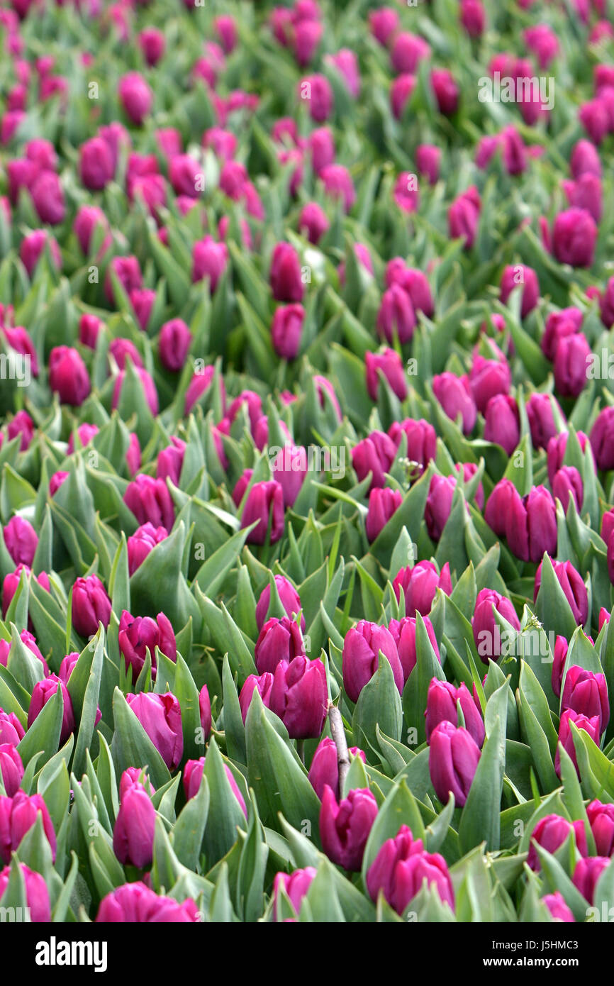leaf garden flower plant green bloom blossom flourish flourishing ...