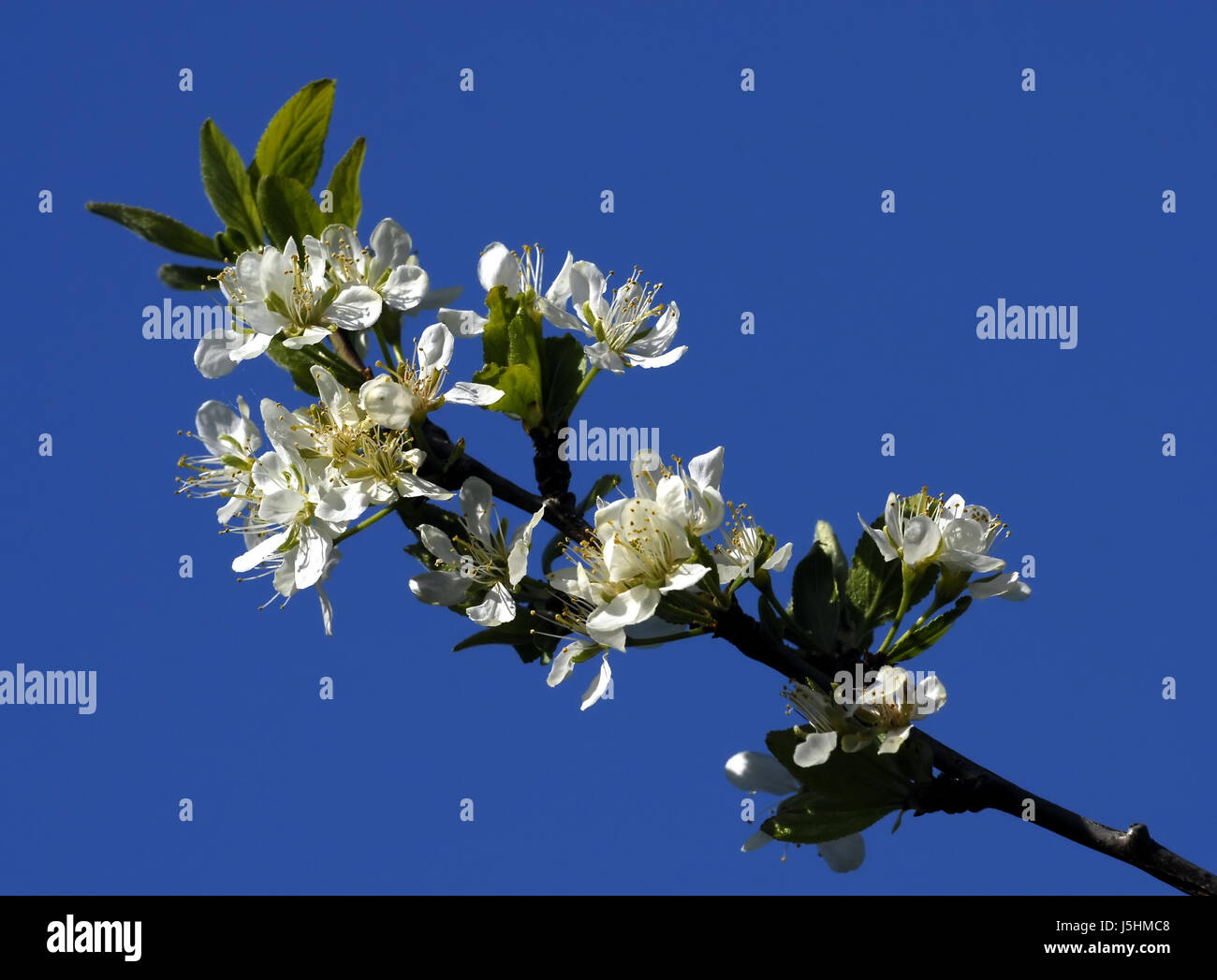 leaf tree bloom blossom flourish flourishing leaves spring fruit nectar ...