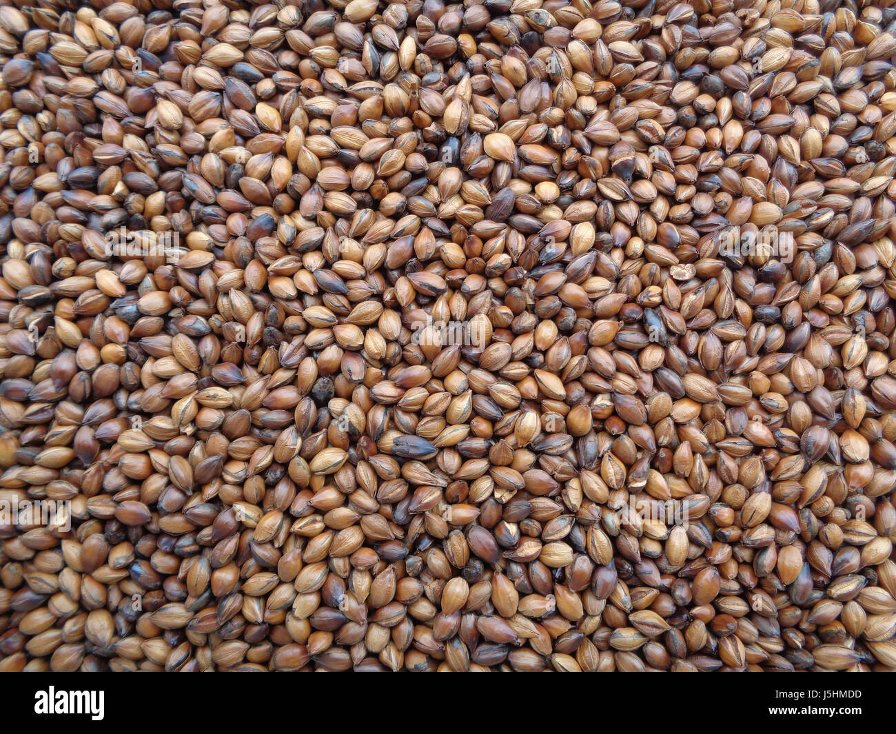 Brown Color Roasted Barley Close-up for Background Texture Stock Photo ...