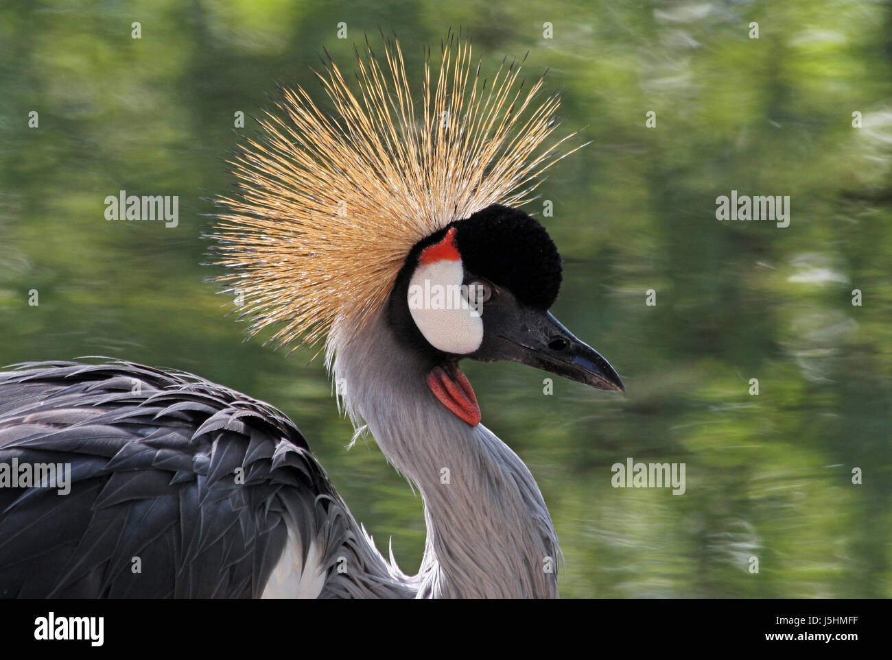 Serene nature with crane birds hi-res stock photography and images - Alamy