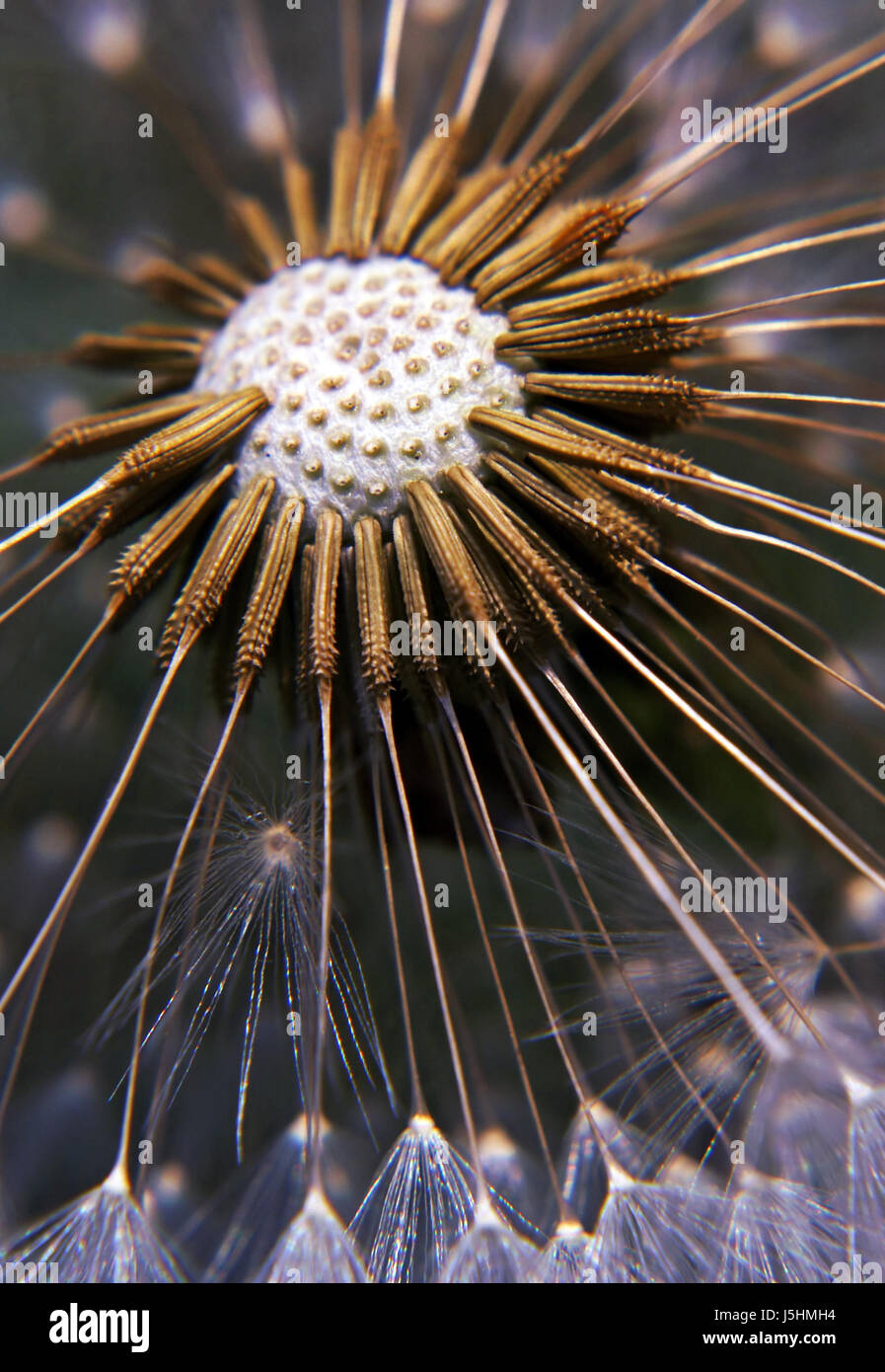 Tick weed hi-res stock photography and images - Alamy