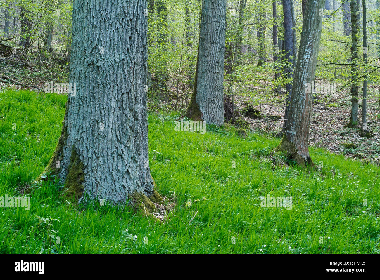 deciduous forest in spring Stock Photo - Alamy