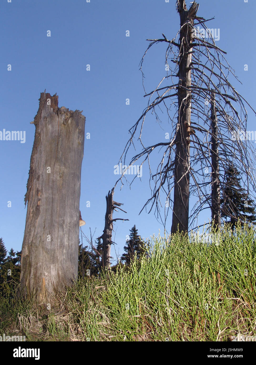 death die erz-mountains skeleton snag czechia blunt waldsterben air ...