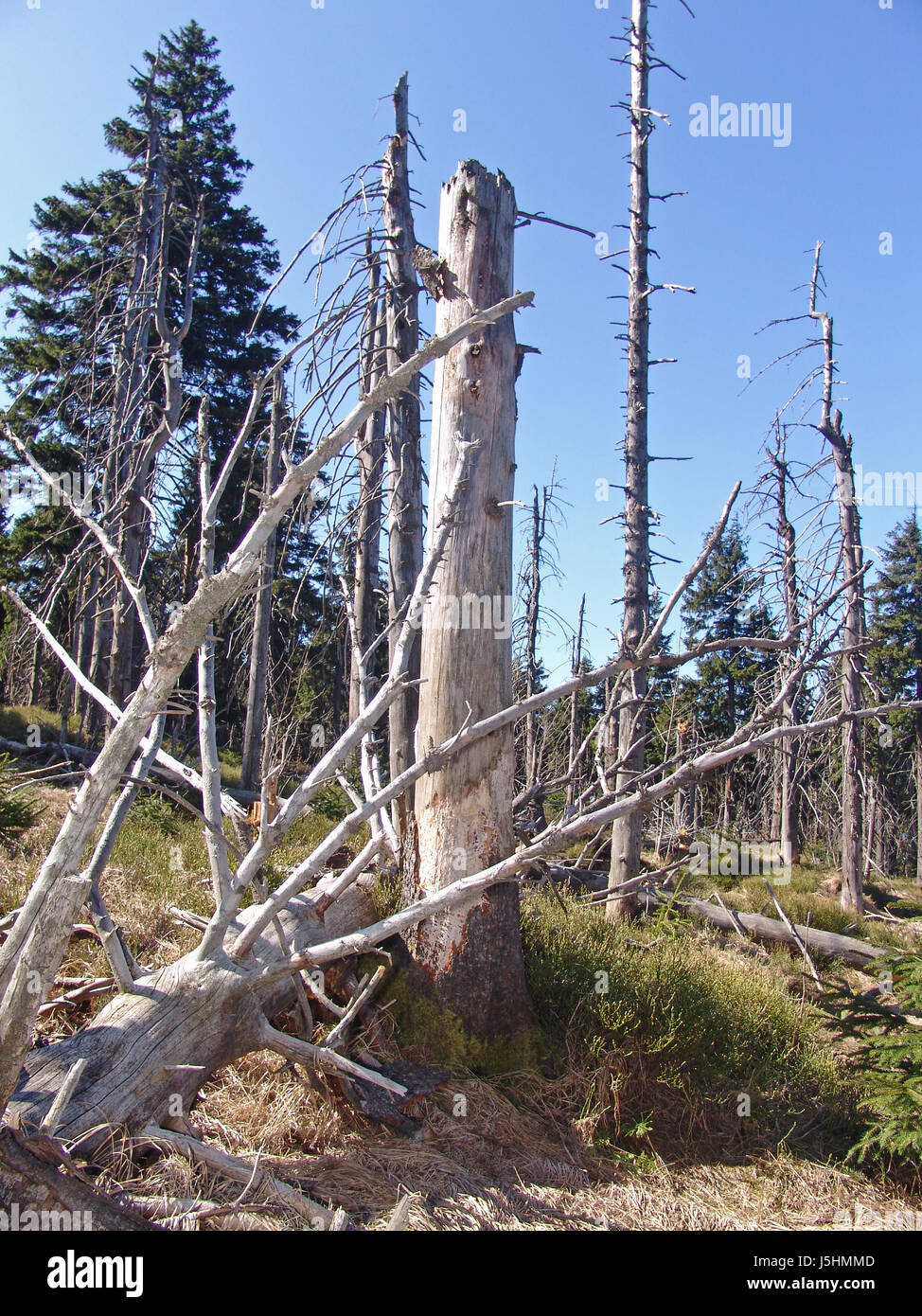 death die erz-mountains skeleton snag czechia portrait format ...