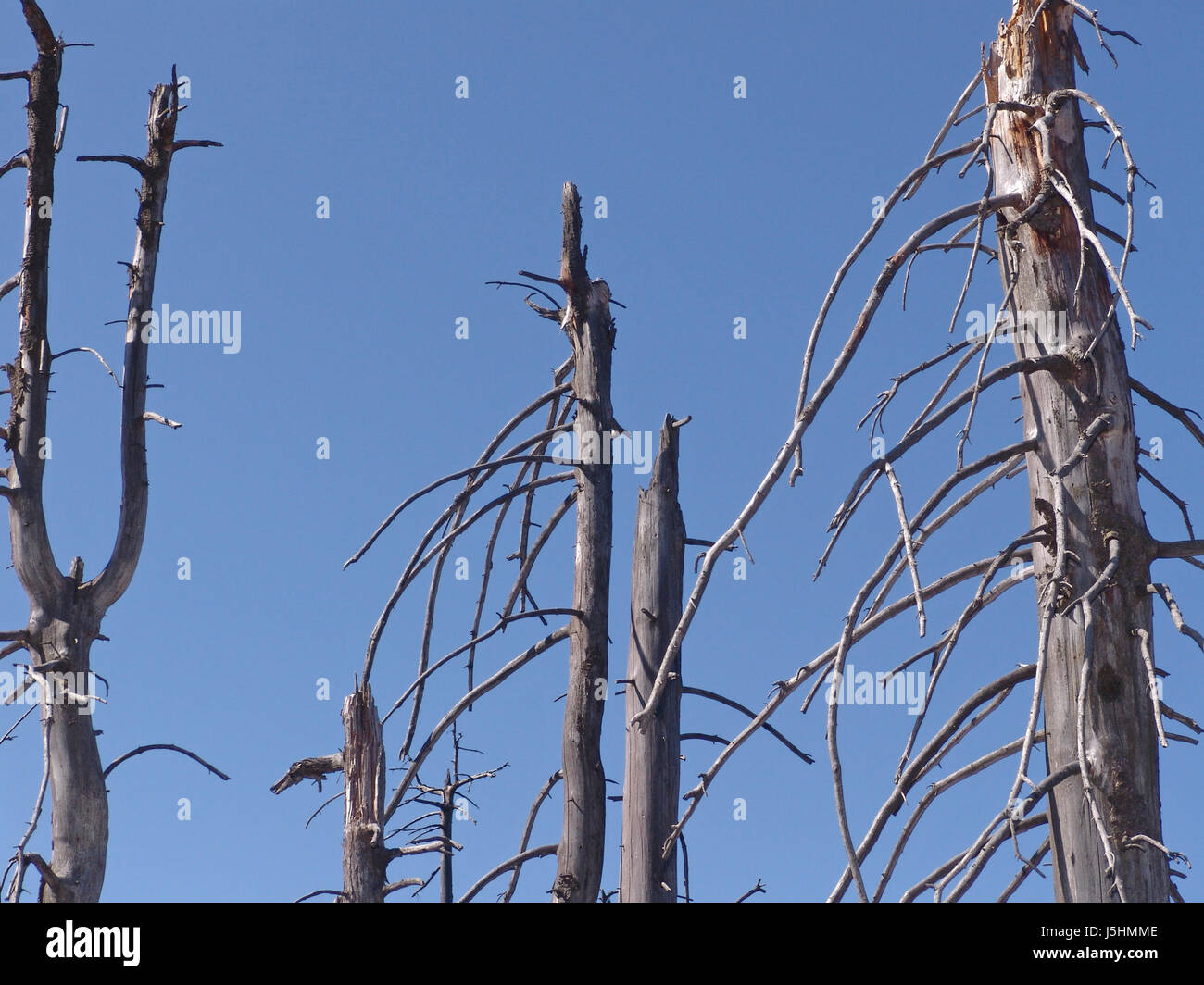 death die erz-mountains skeleton snag landscape format czechia ...