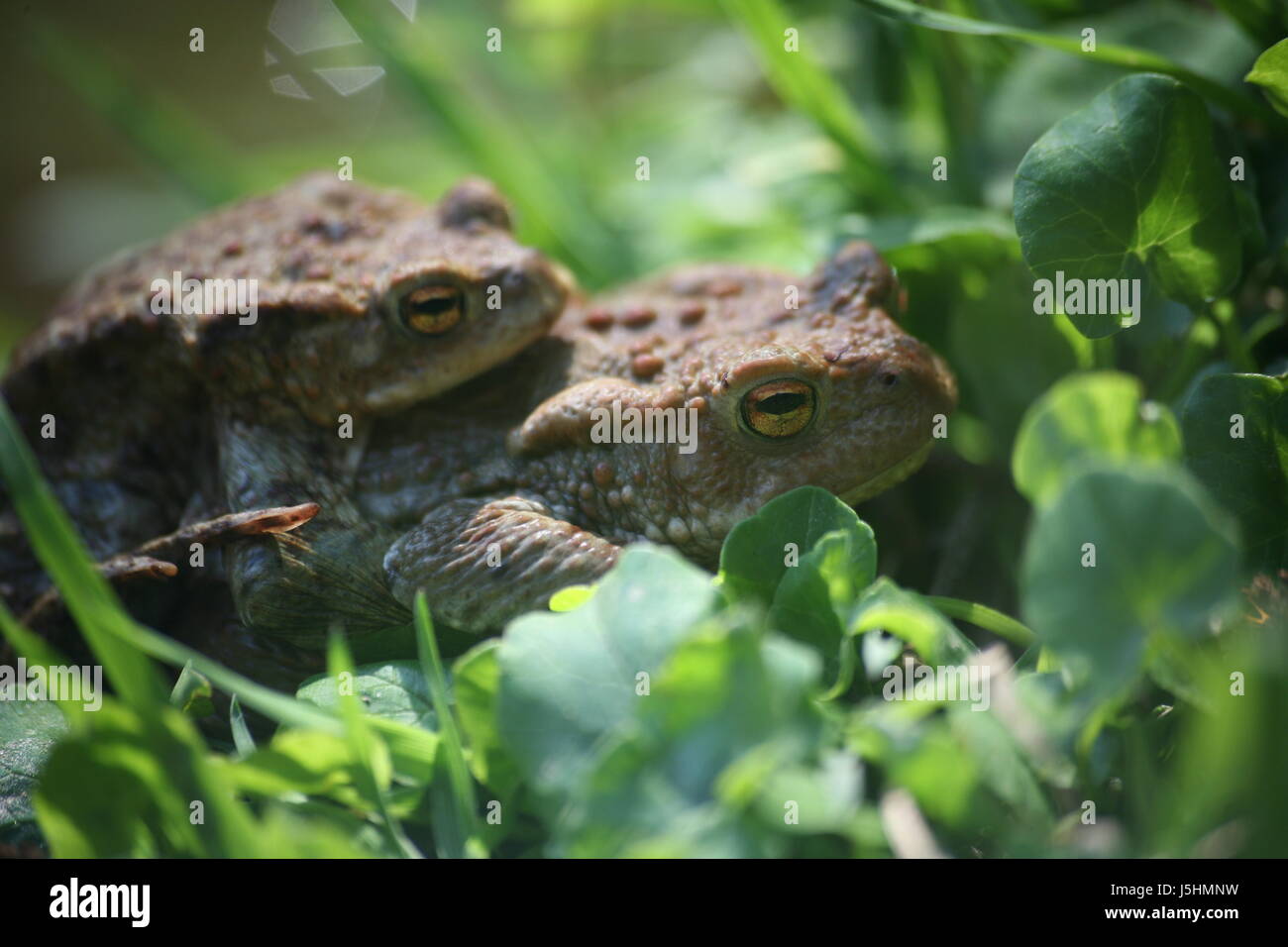 amphibian green frog toads fresh water pond water toad frogs spawn ...
