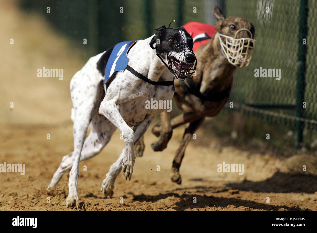 Greyhound locomotive hi-res stock photography and images - Alamy