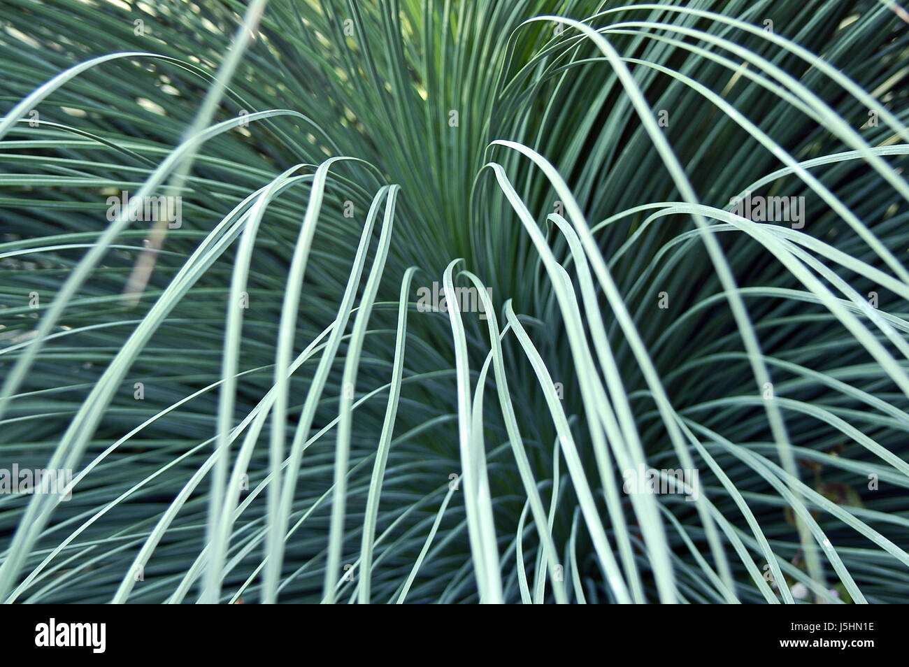 flower plant green flora botany lines grasses central america thread ...