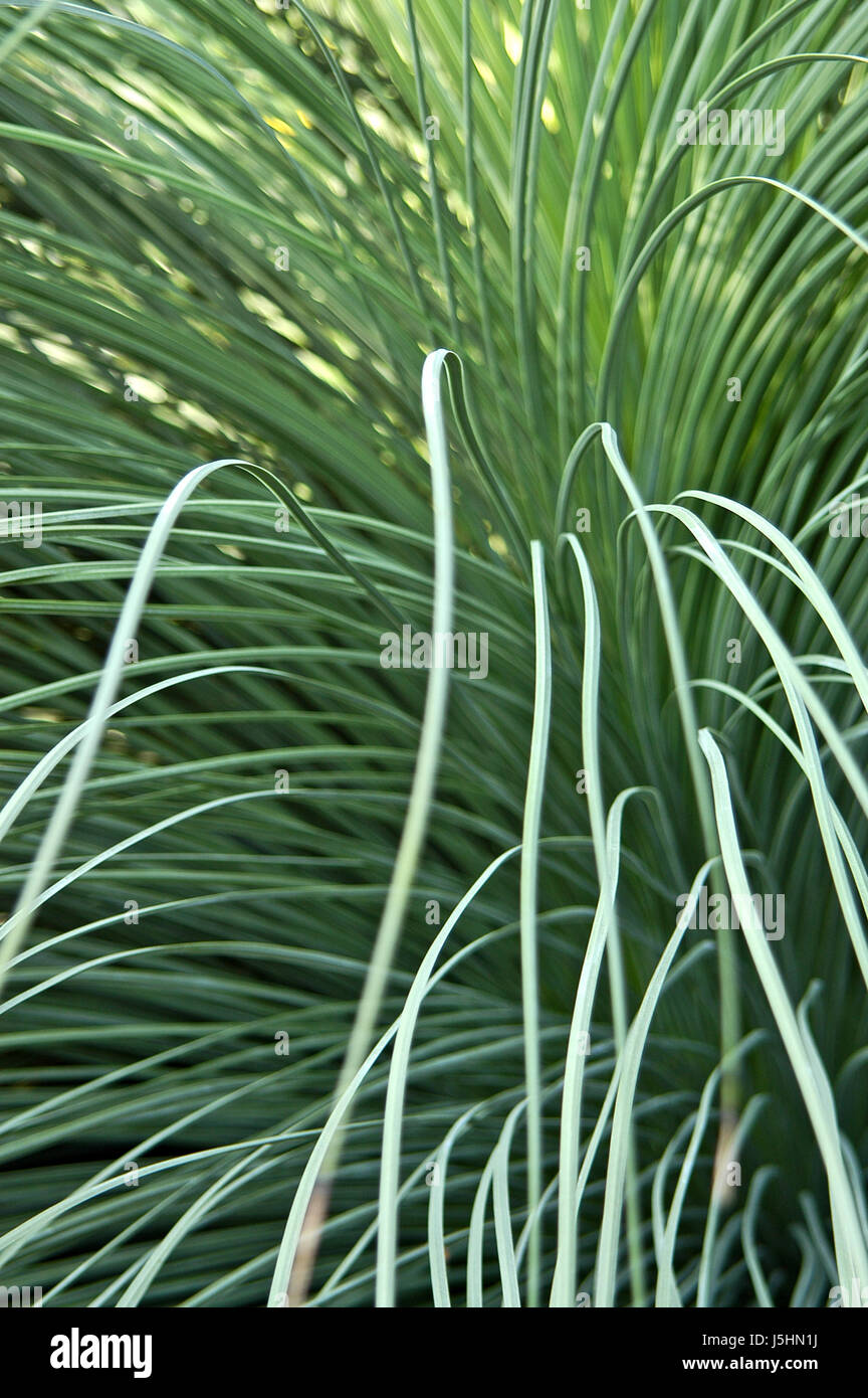 flower plant green flora botany lines grasses central america thread ...