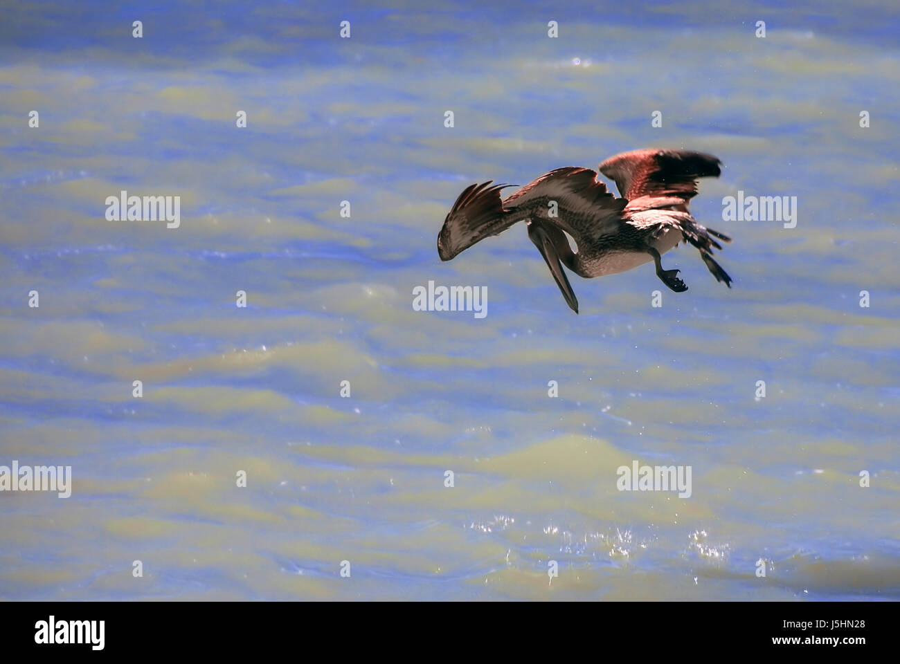 blue bird fish birds nose dive wing angle pelican pisces downwards down ...