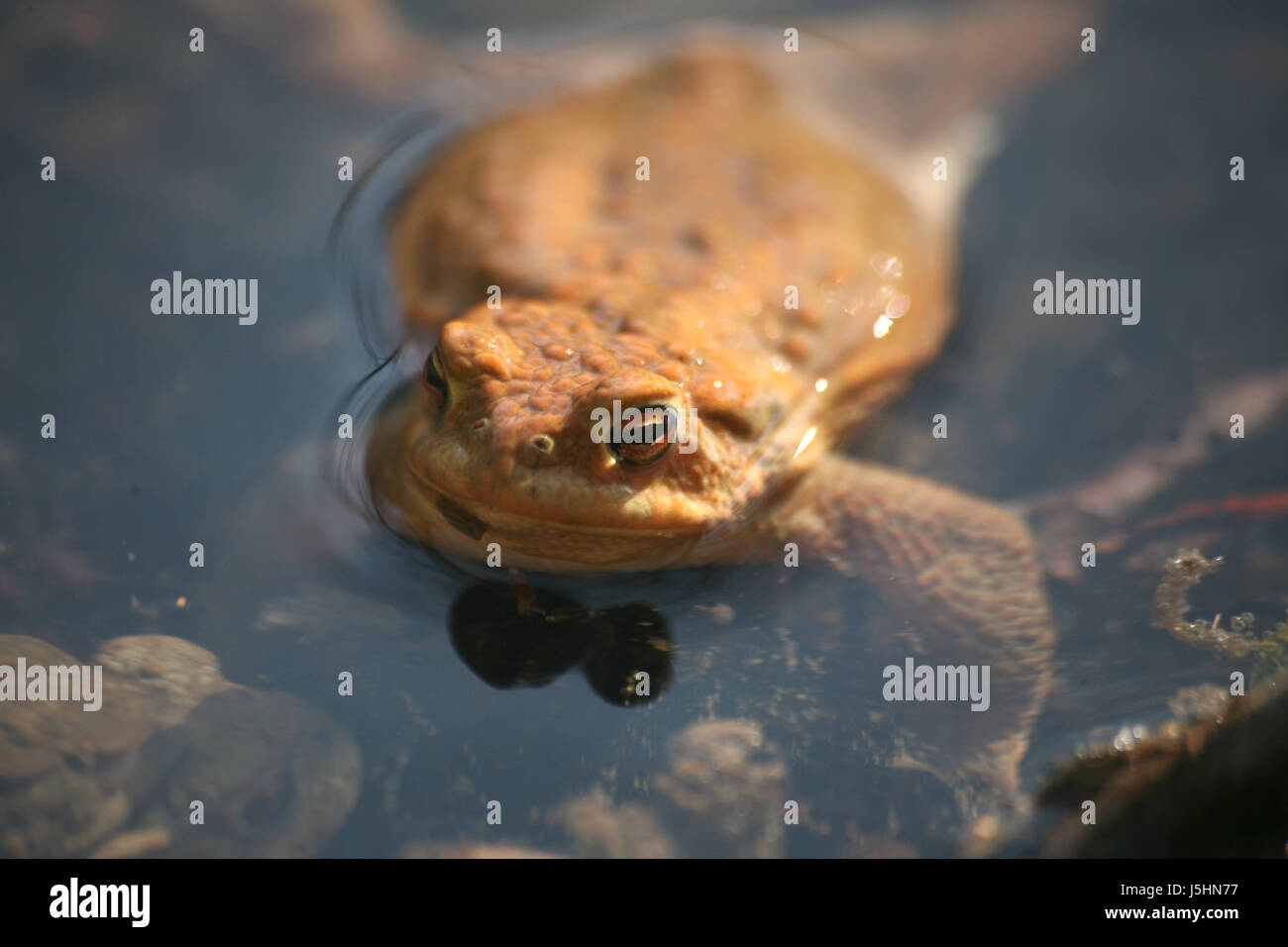 amphibian frog toads fresh water pond water toad frogs spawn ...