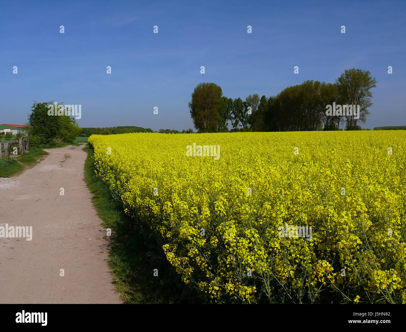 blue tree coleseed Rape field dirt road field bush path way firmament ...