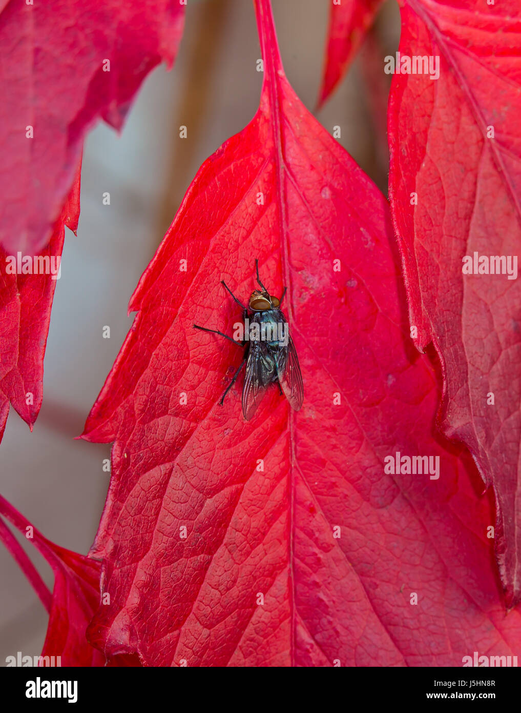 Red leaflet hi-res stock photography and images - Alamy