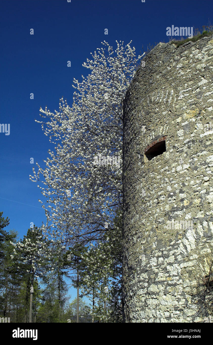 tower tree ruin conifer cherry blossom cherry watchtower forest chateau ...