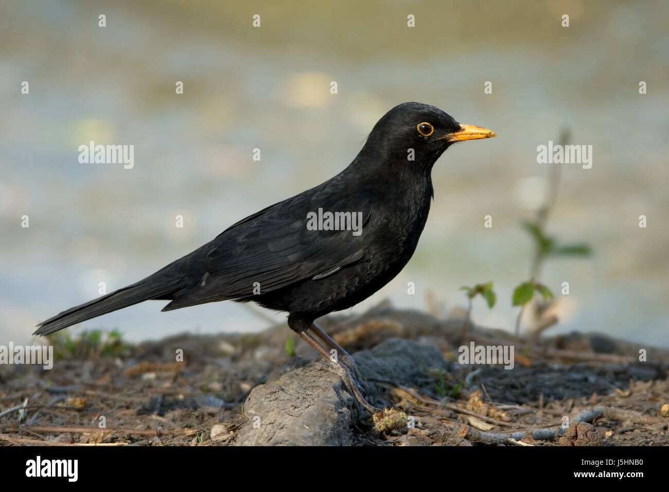 black swarthy jetblack deep black beak tele feathering wildlife ...