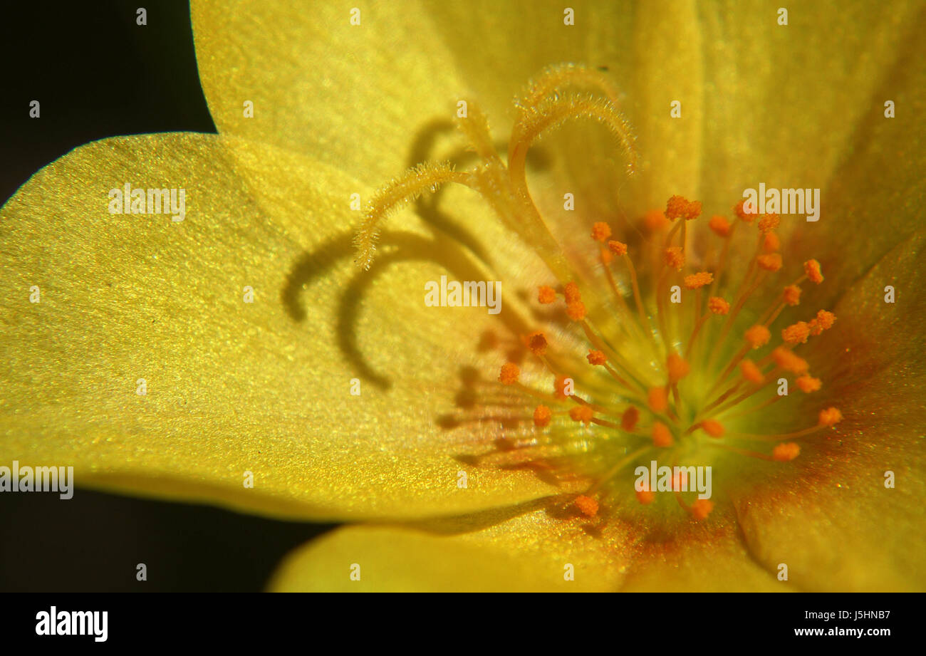 shine shines bright lucent light serene luminous flower plant bloom ...