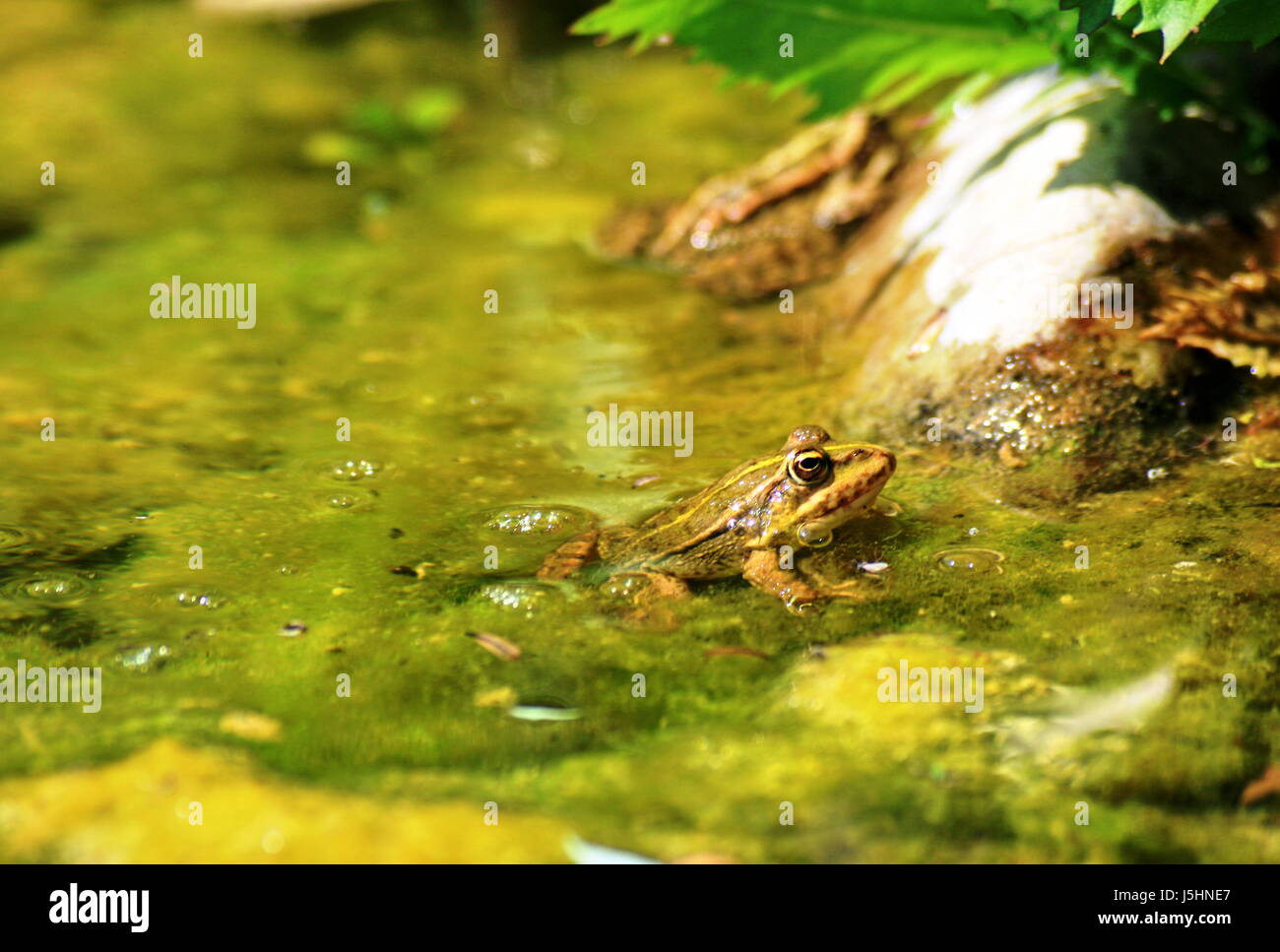 animal amphibian green fauna look glancing see view looking peeking ...