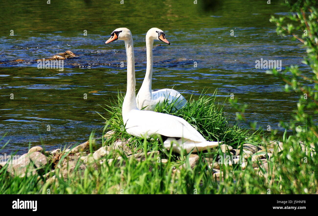 Surprised swan hi-res stock photography and images - Alamy