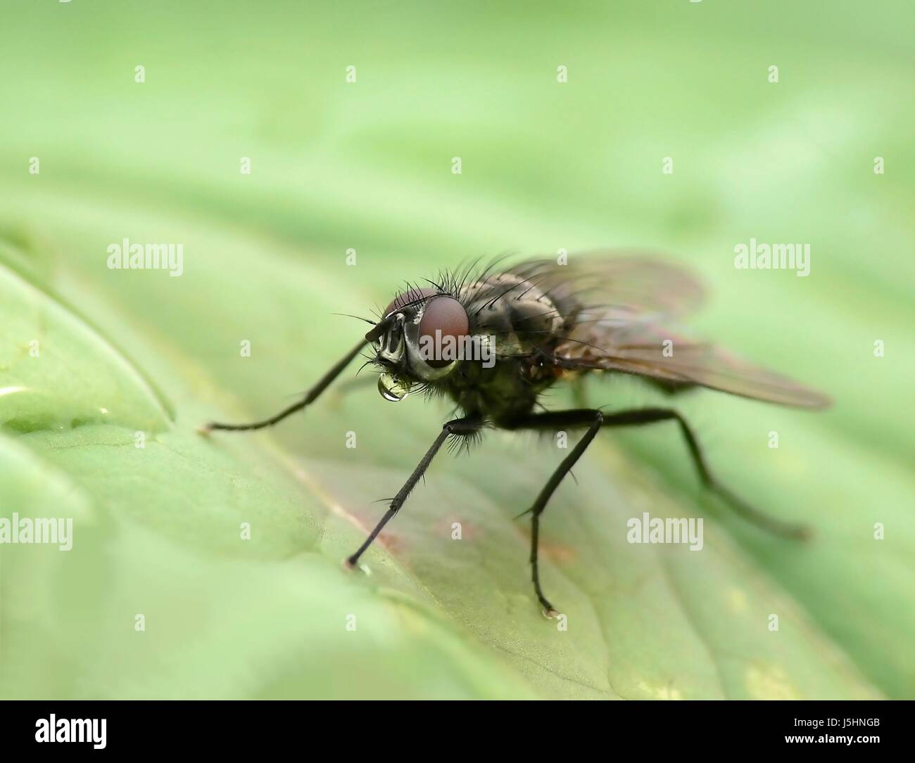 legs insect green wing hairs fly page sheet water drop drip drops ...