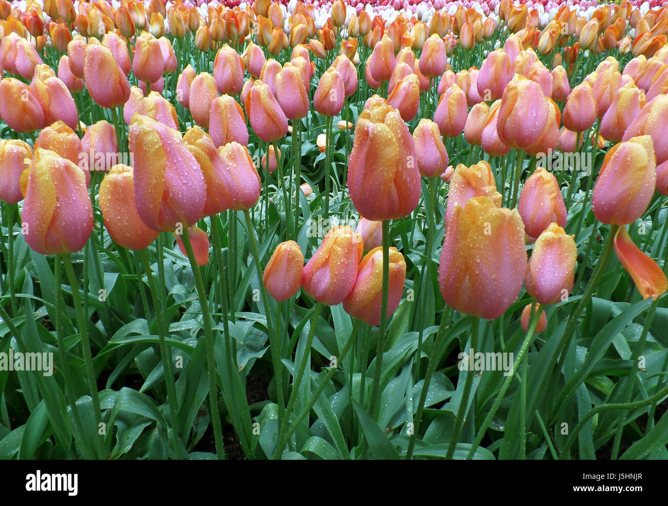 Bunch of Blooming Pink and Yellow Two-Tone Tulip Flowers with Raindrops ...